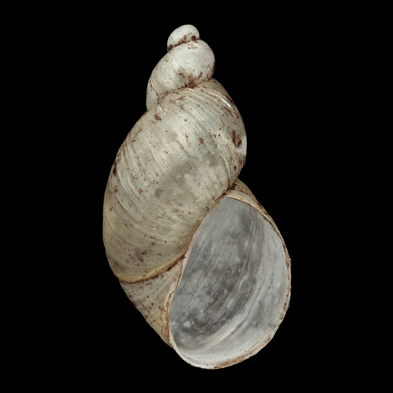 Artfakta från SLU Artdatabanken