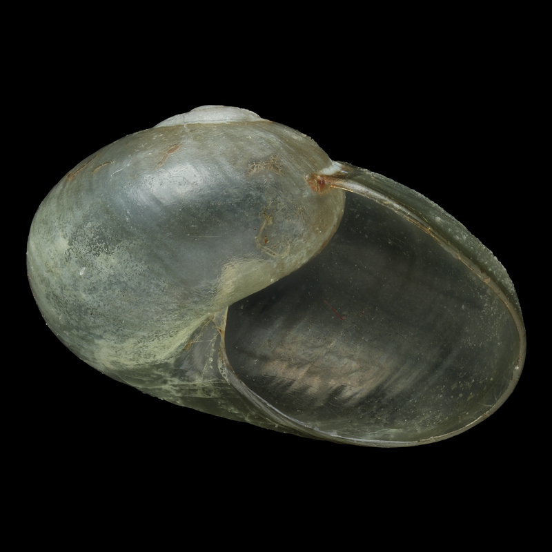 Artfakta från SLU Artdatabanken