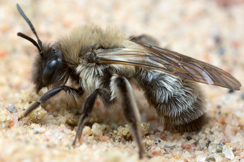 Artfakta från SLU Artdatabanken