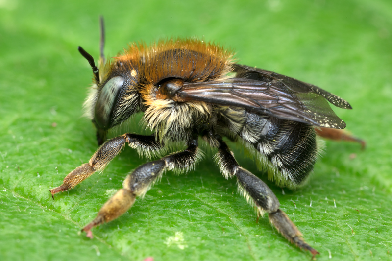 Artfakta från SLU Artdatabanken