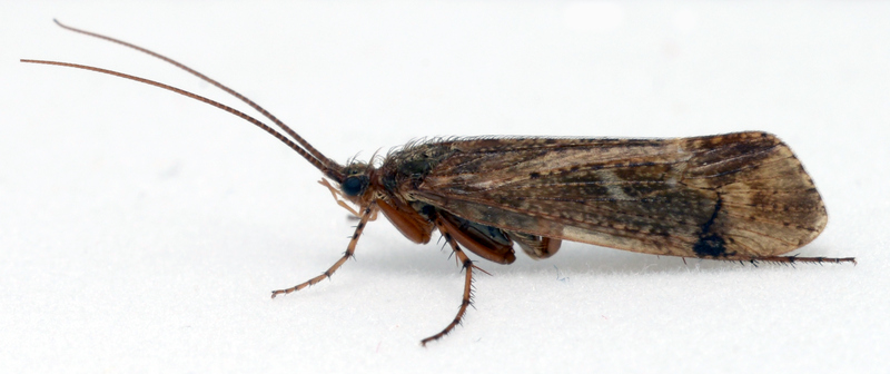 Artfakta från SLU Artdatabanken