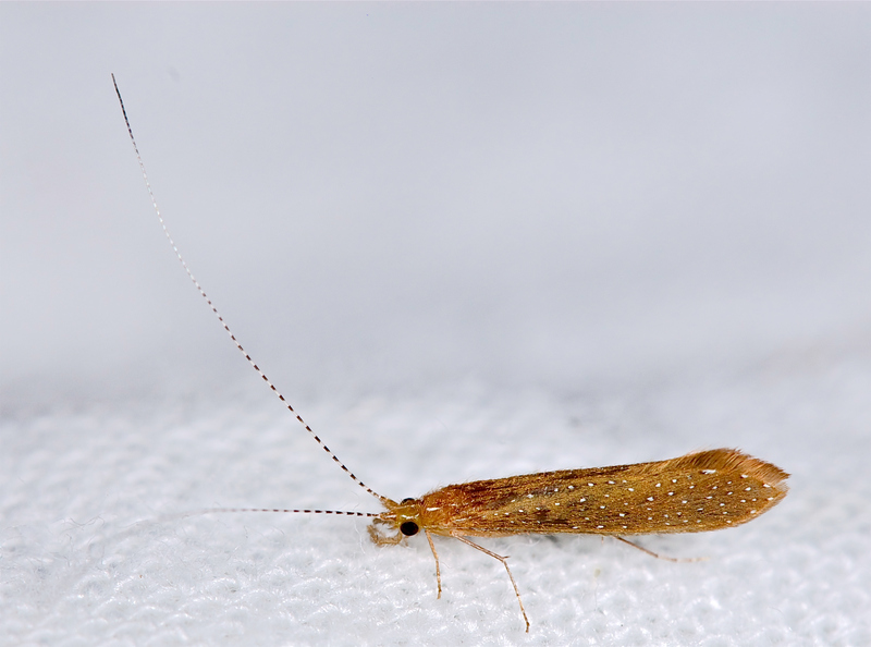 Artfakta från SLU Artdatabanken