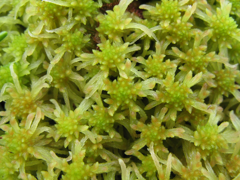 Artfakta från SLU Artdatabanken