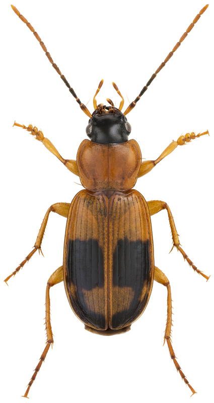 Artfakta från SLU Artdatabanken