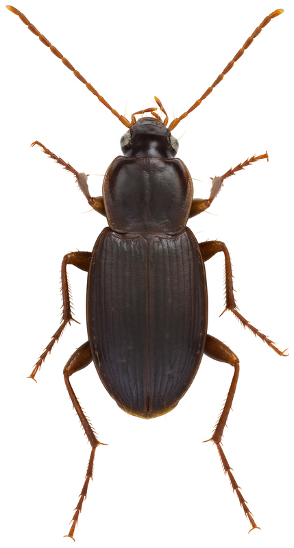 Artfakta från SLU Artdatabanken