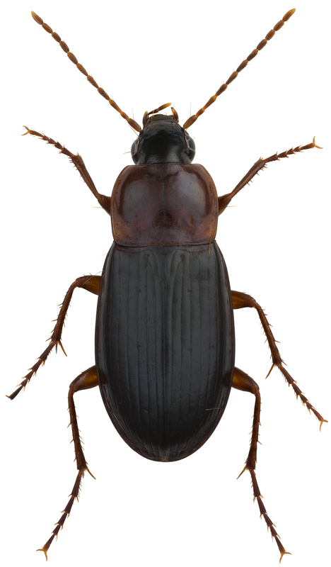 Artfakta från SLU Artdatabanken