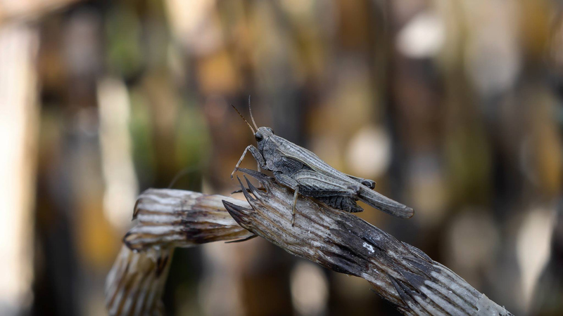 Artfakta från SLU Artdatabanken