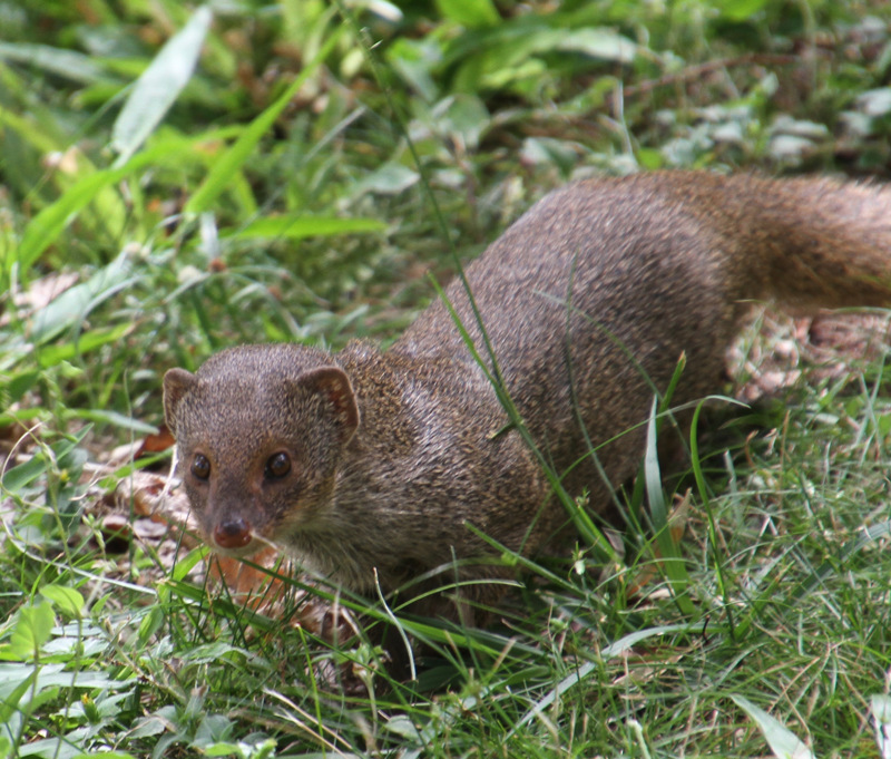 Artfakta från SLU Artdatabanken