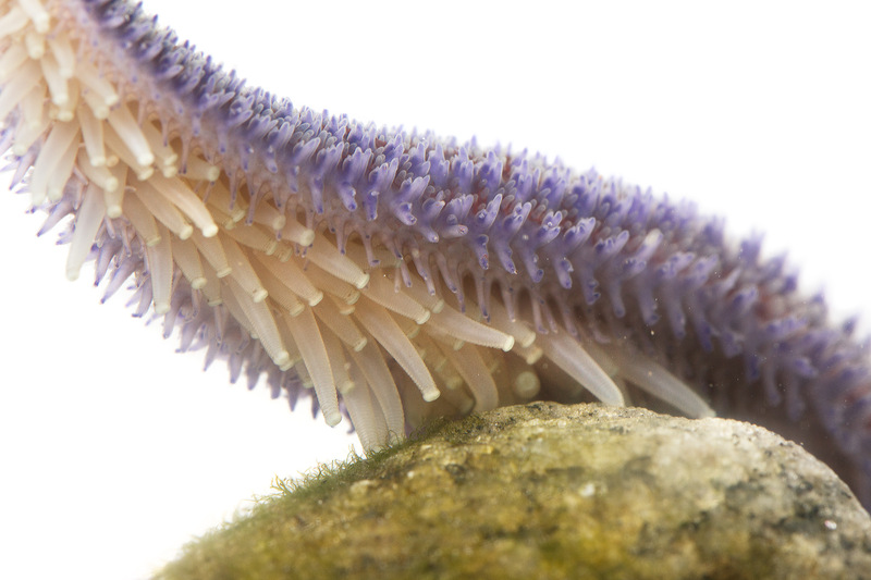 Artfakta från SLU Artdatabanken