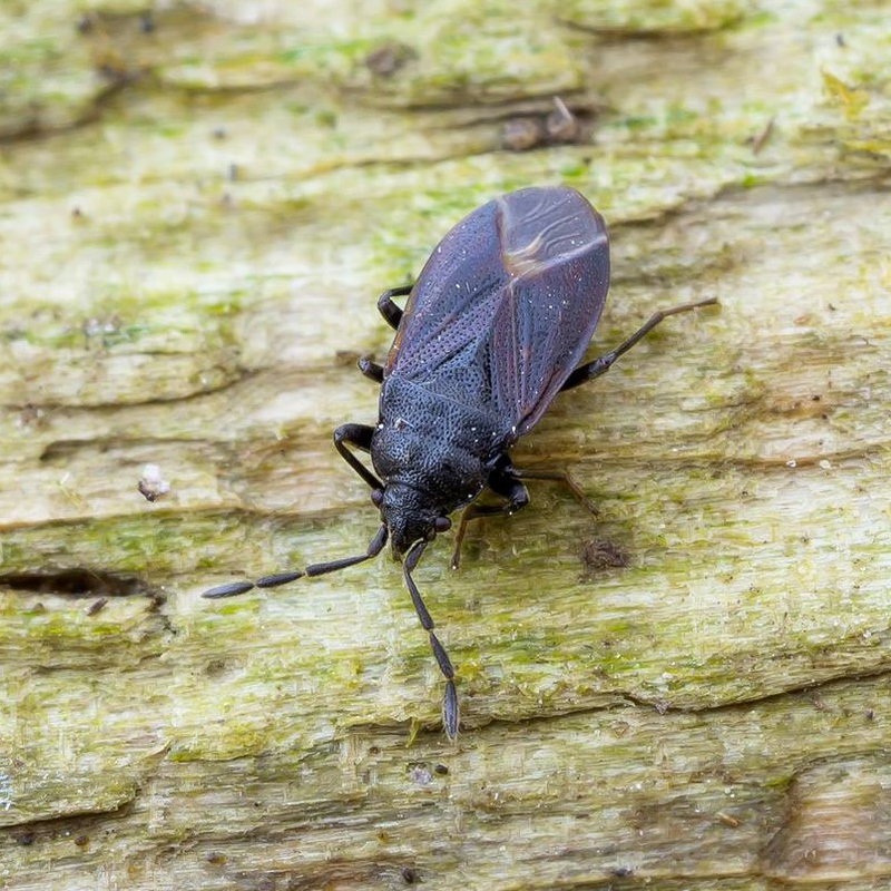 Artfakta från SLU Artdatabanken