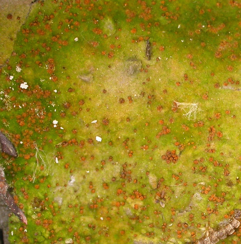 Artfakta från SLU Artdatabanken