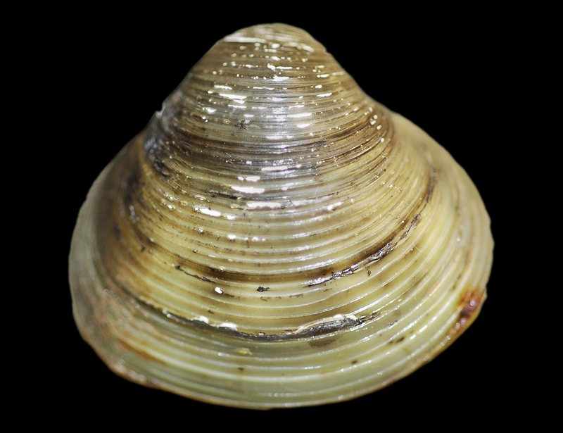 Artfakta från SLU Artdatabanken