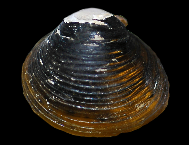 Artfakta från SLU Artdatabanken