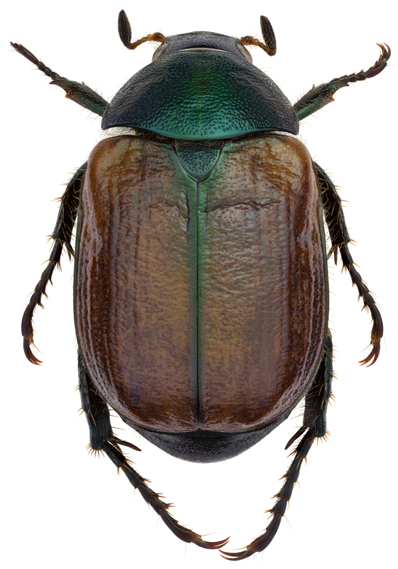 Artfakta från SLU Artdatabanken