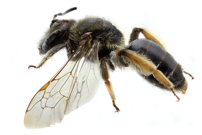 Artfakta från SLU Artdatabanken