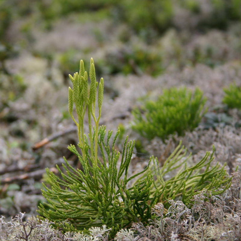 Artfakta från SLU Artdatabanken