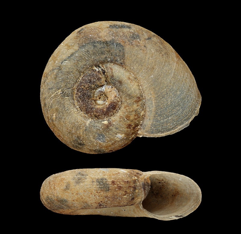 Artfakta från SLU Artdatabanken