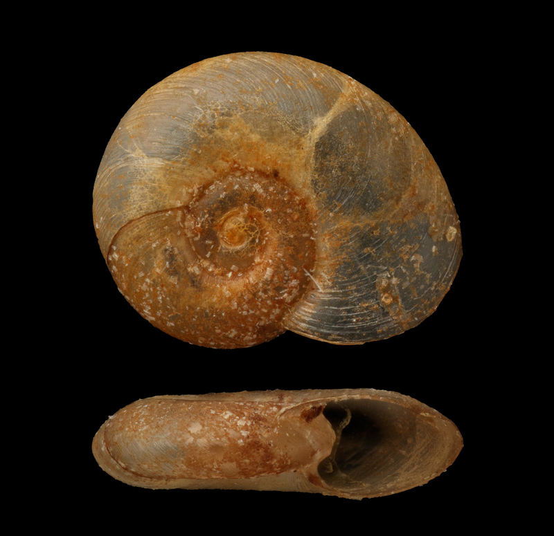 Artfakta från SLU Artdatabanken