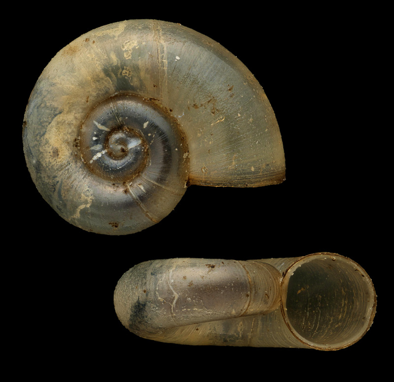 Artfakta från SLU Artdatabanken