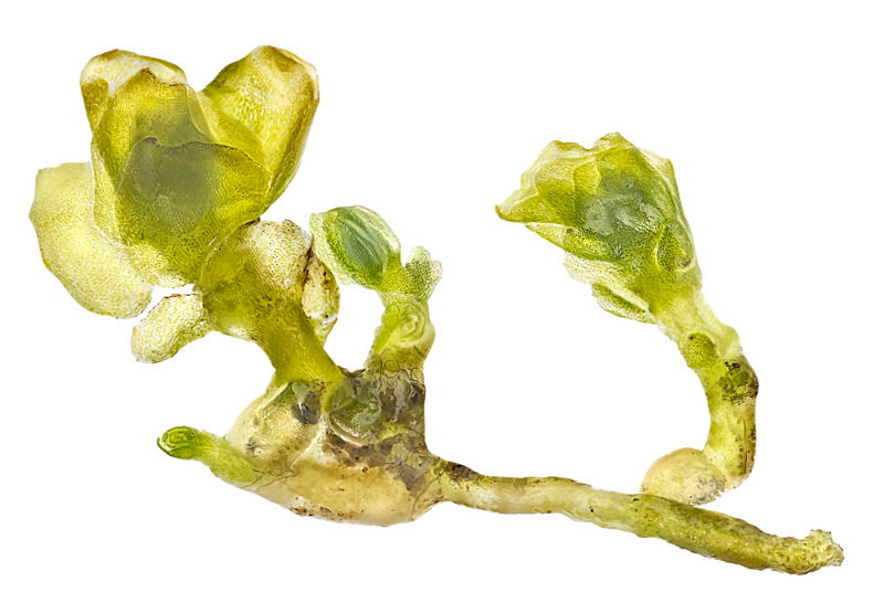 Artfakta från SLU Artdatabanken