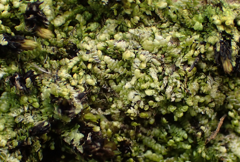 Artfakta från SLU Artdatabanken