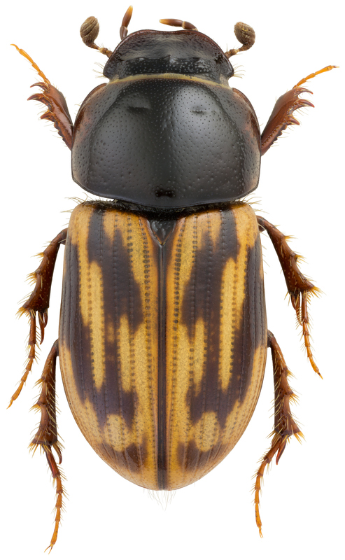 Artfakta från SLU Artdatabanken