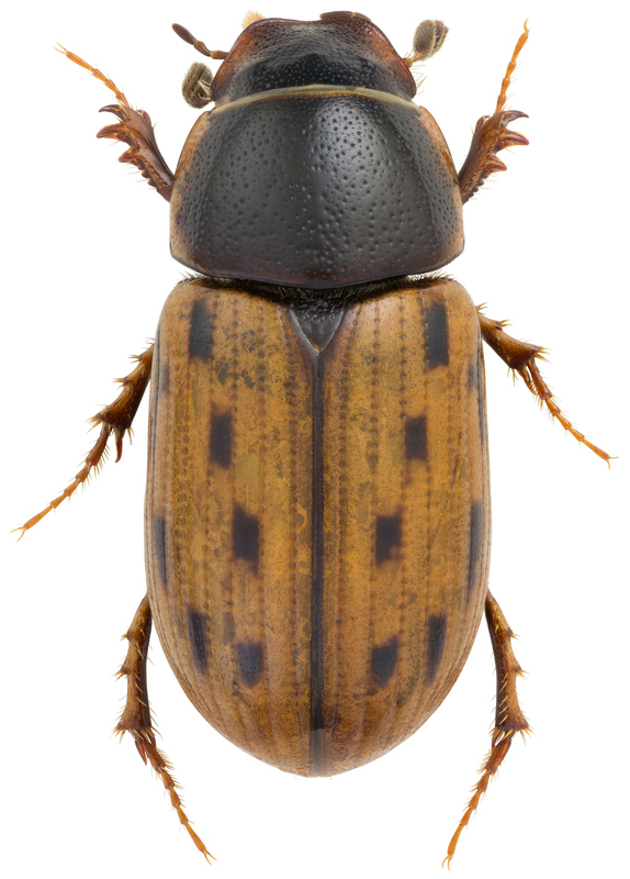 Artfakta från SLU Artdatabanken