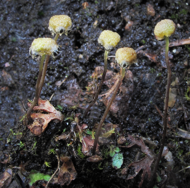 Artfakta från SLU Artdatabanken