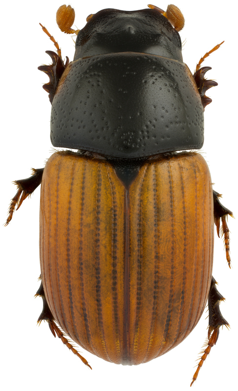 Artfakta från SLU Artdatabanken