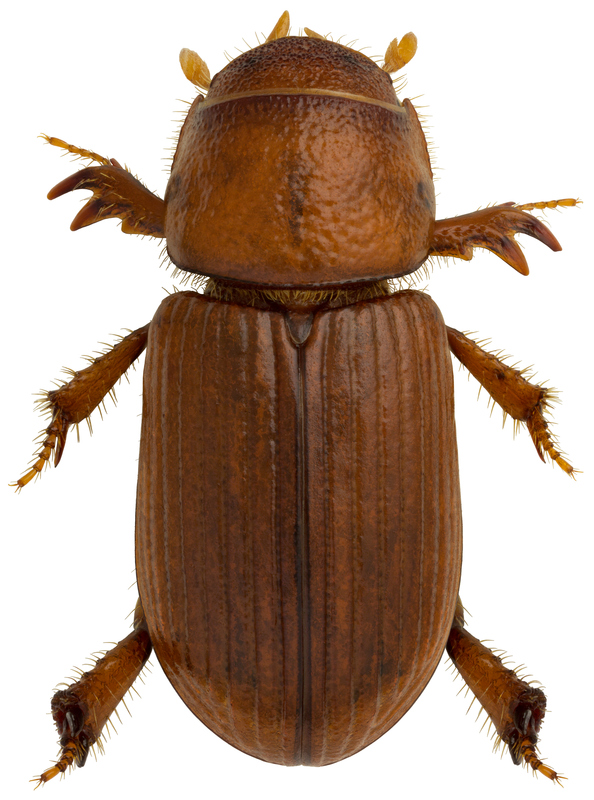 Artfakta från SLU Artdatabanken