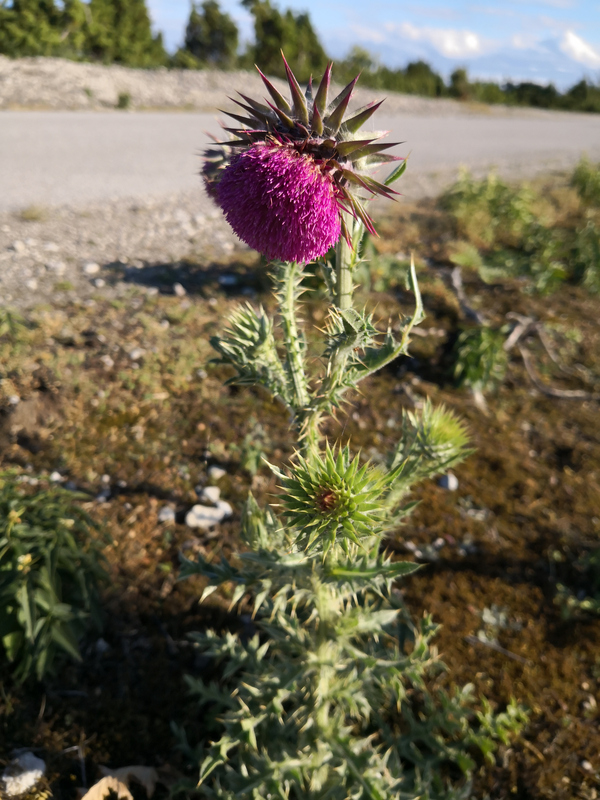 Artfakta från SLU Artdatabanken