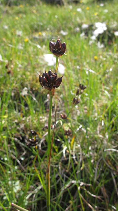 Artfakta från SLU Artdatabanken