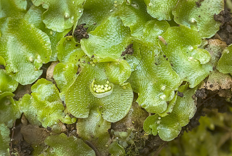 Artfakta från SLU Artdatabanken