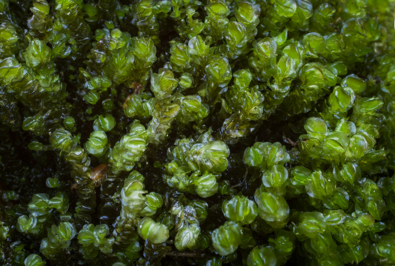 Artfakta från SLU Artdatabanken