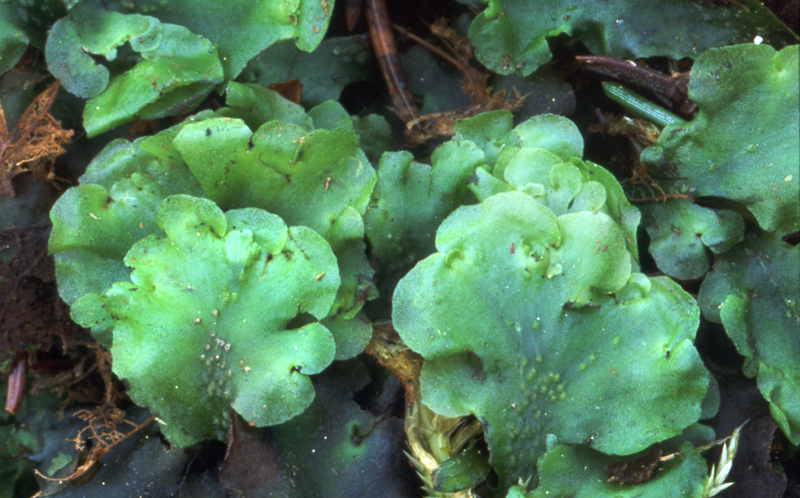 Artfakta från SLU Artdatabanken