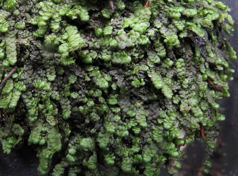 Artfakta från SLU Artdatabanken