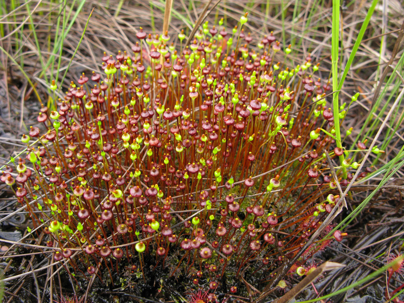 Artfakta från SLU Artdatabanken