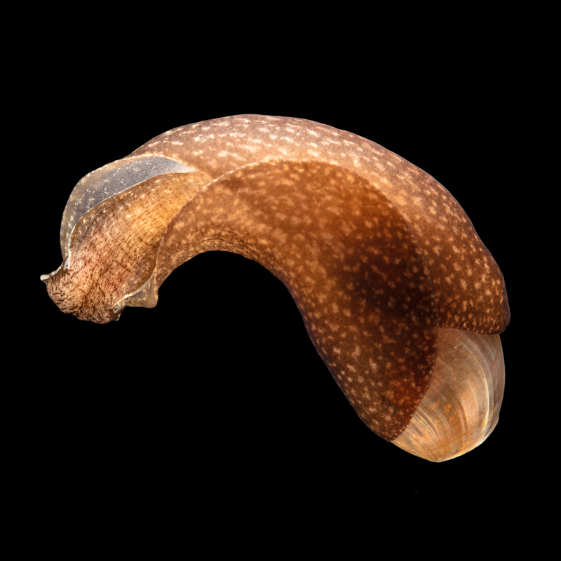 Artfakta från SLU Artdatabanken