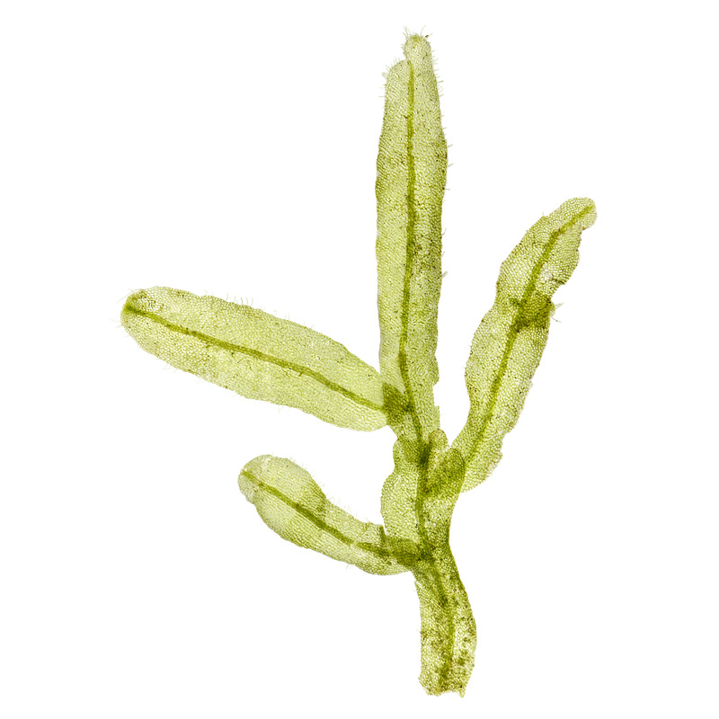 Artfakta från SLU Artdatabanken