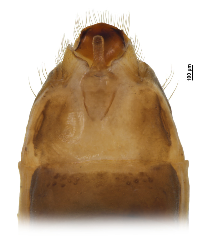 Artfakta från SLU Artdatabanken