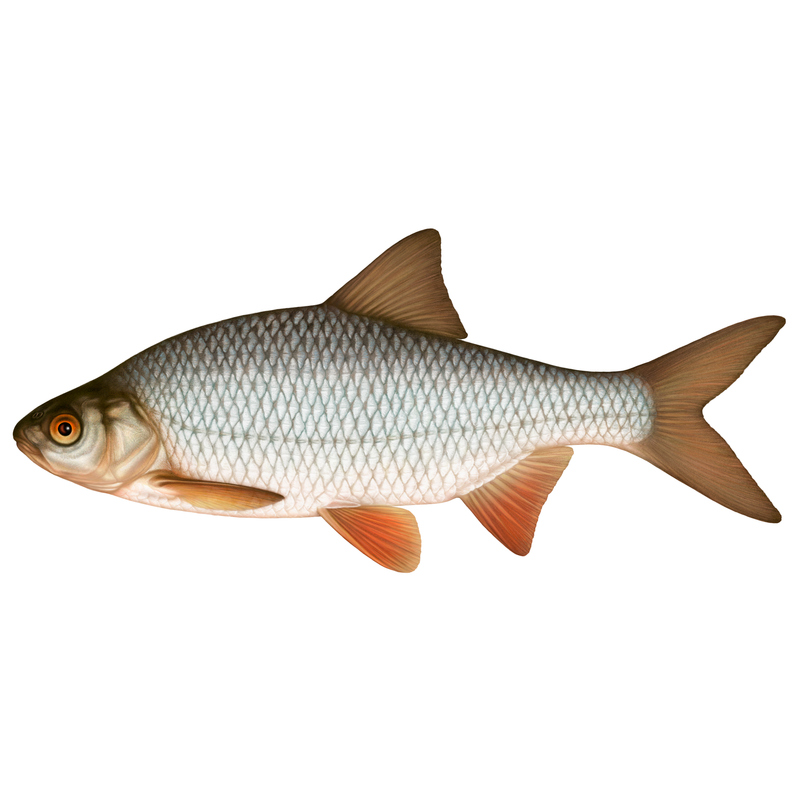 Artfakta från SLU Artdatabanken