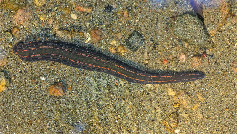 Artfakta från SLU Artdatabanken