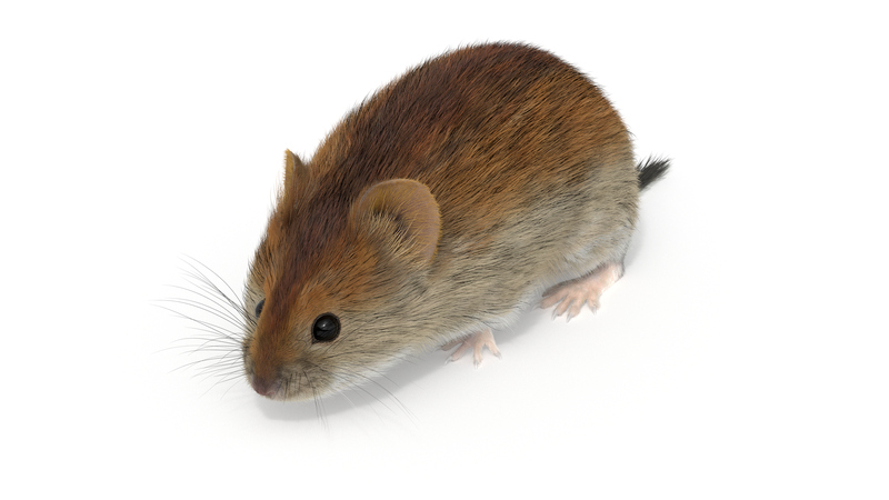 Artfakta från SLU Artdatabanken