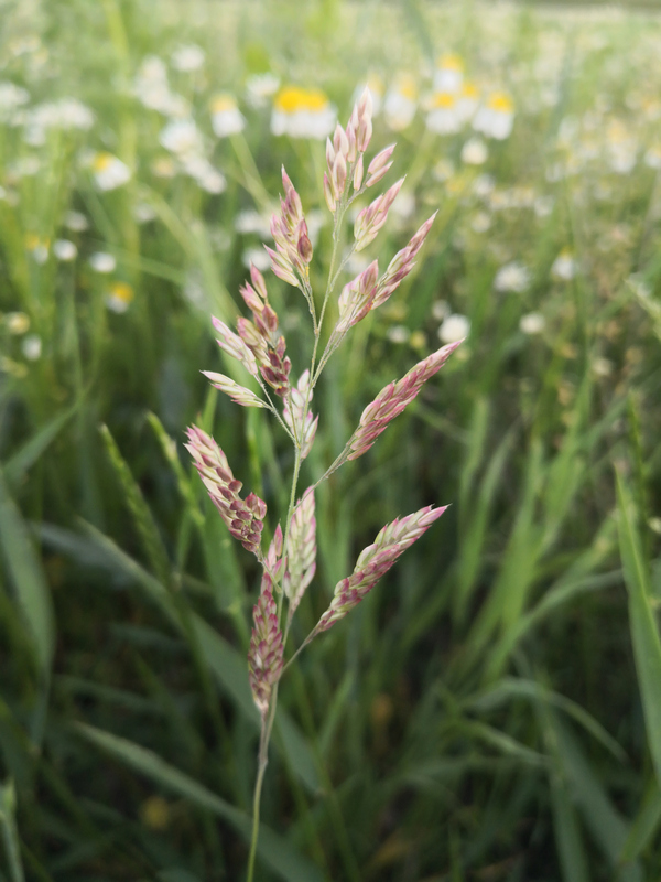 Artfakta från SLU Artdatabanken