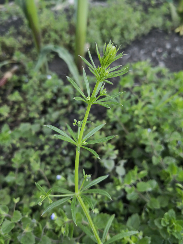 Artfakta från SLU Artdatabanken