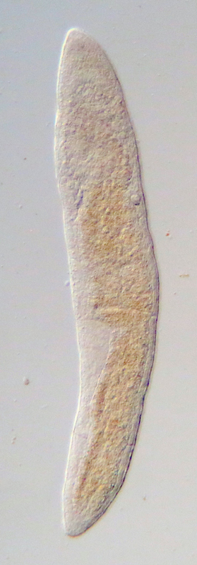 Artfakta från SLU Artdatabanken