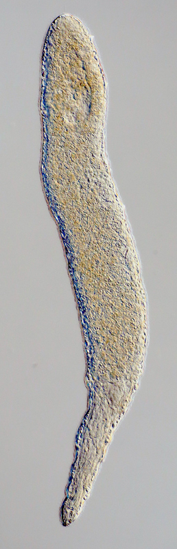 Artfakta från SLU Artdatabanken