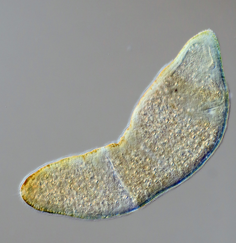 Artfakta från SLU Artdatabanken