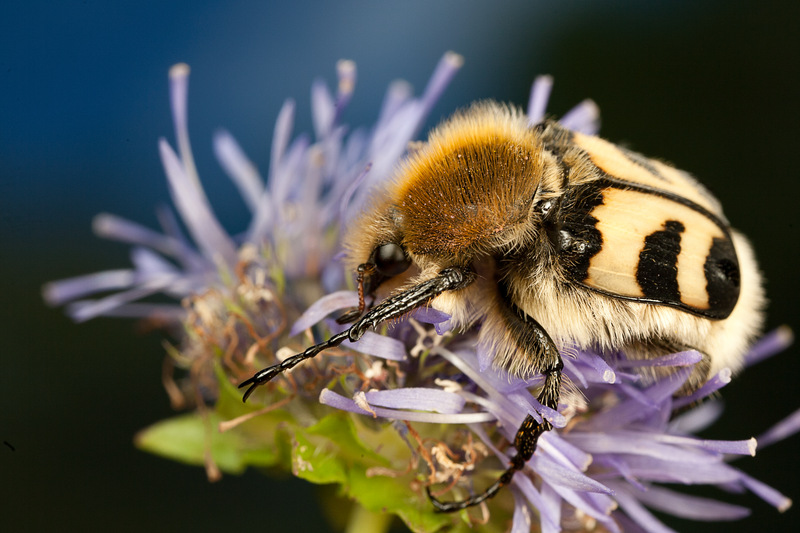 Artfakta från SLU Artdatabanken