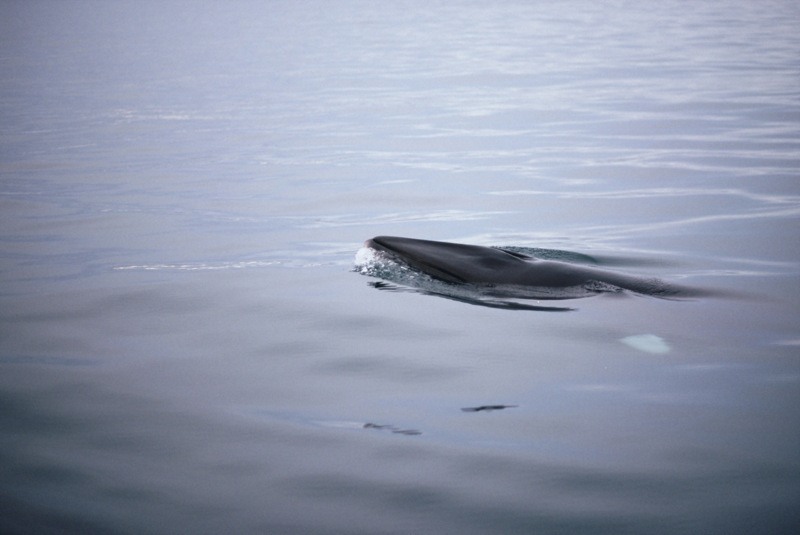 Artfakta från SLU Artdatabanken